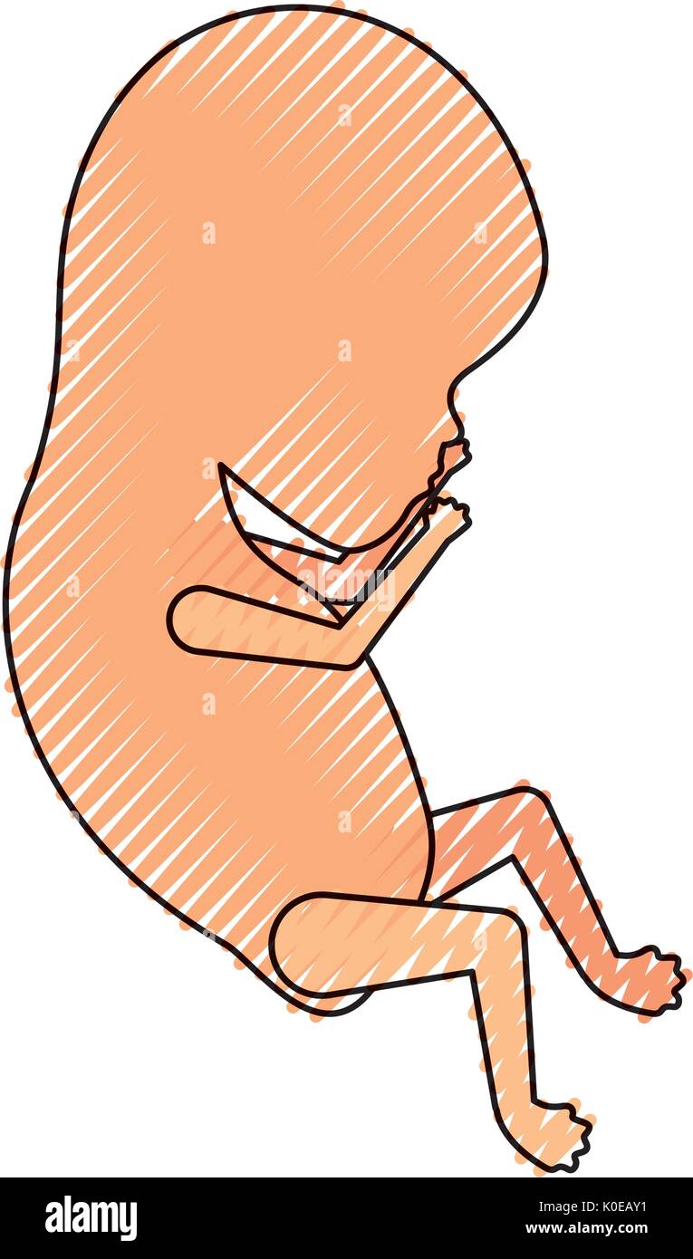 colored crayon silhouette of side view fetal growth a few weeks Stock ...
