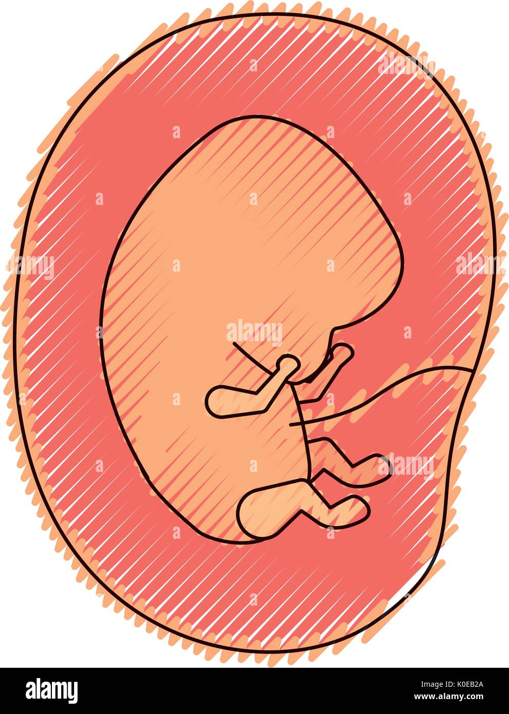 Fetus Placenta High Resolution Stock Photography and Images - Alamy