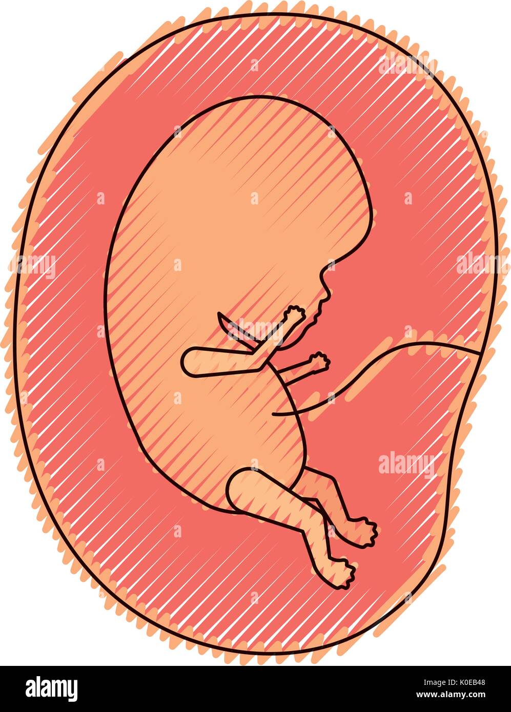 colored crayon silhouette of side view fetus human growth in placenta ...