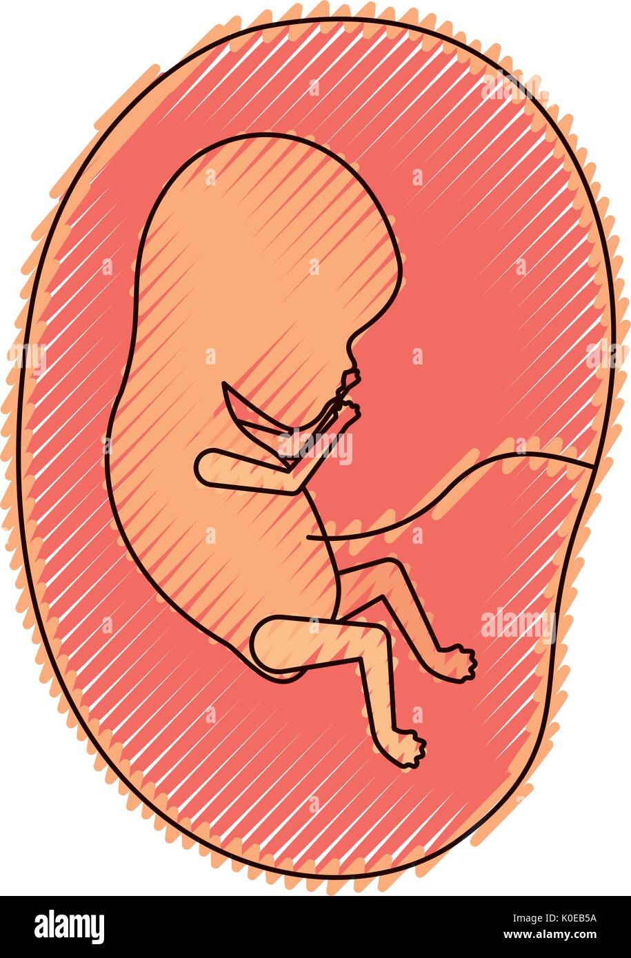 colored crayon silhouette of side view fetus human growth in placenta a ...