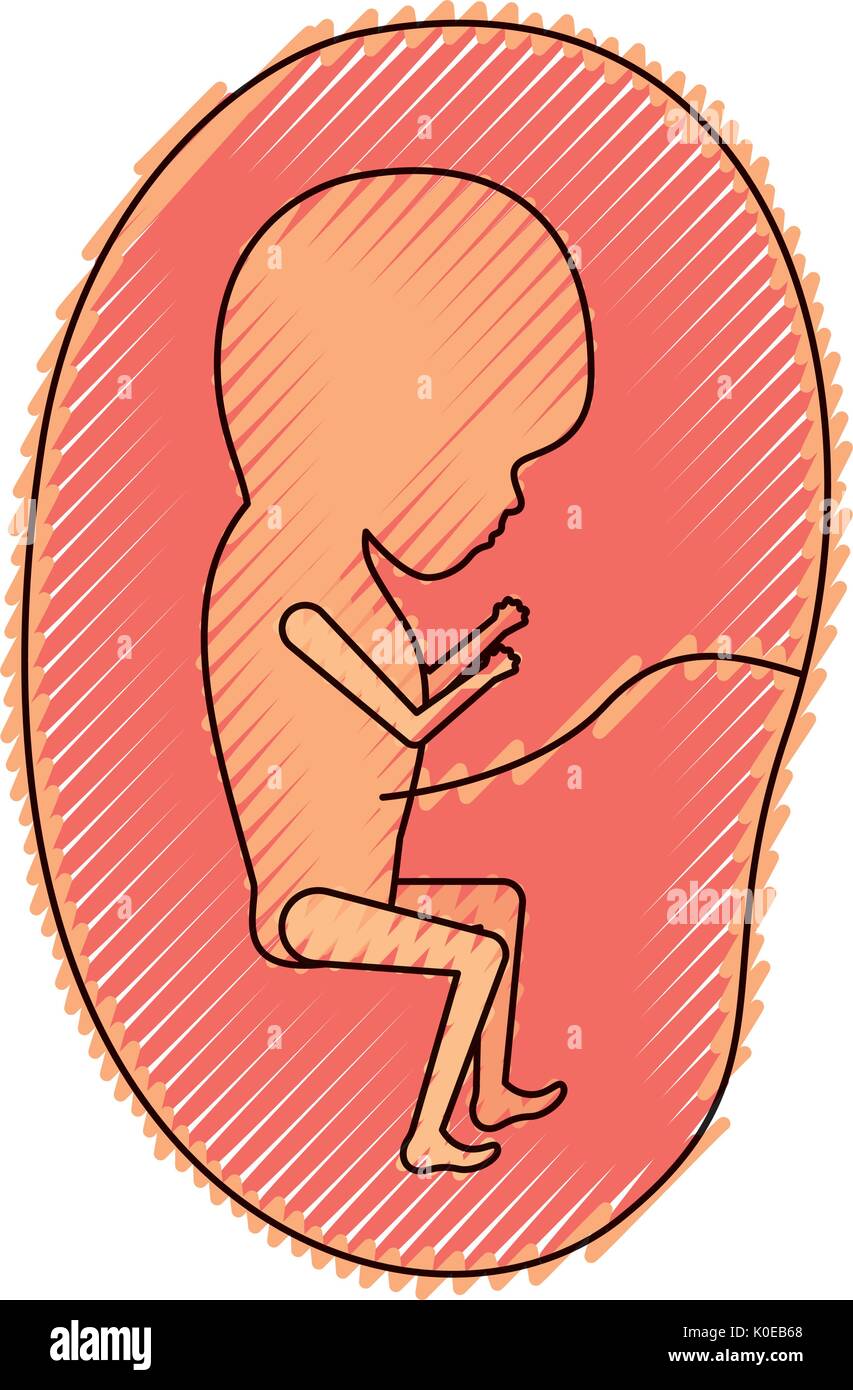 colored crayon silhouette of side view fetus human growth in placenta ...