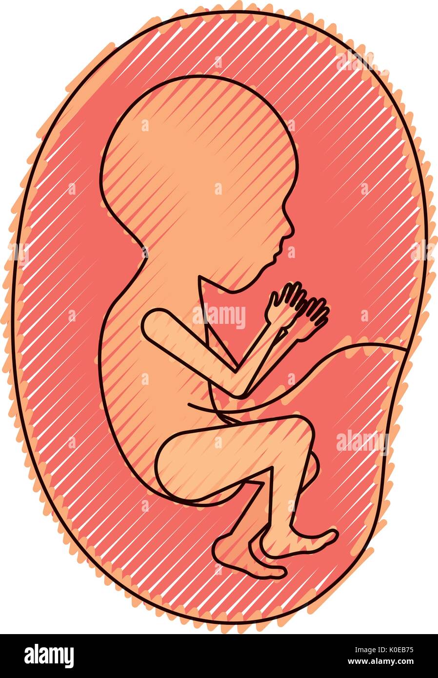 colored crayon silhouette of side view fetus human growth in placenta ...