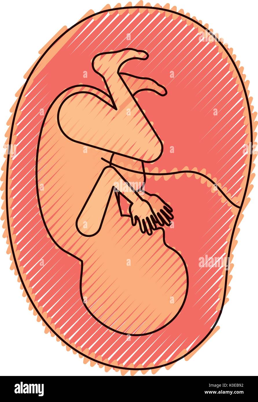 colored crayon silhouette of side view fetus human growth in placenta ...