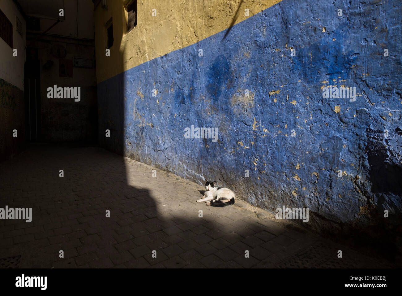 Morocco, Tangier, cat Stock Photo - Alamy