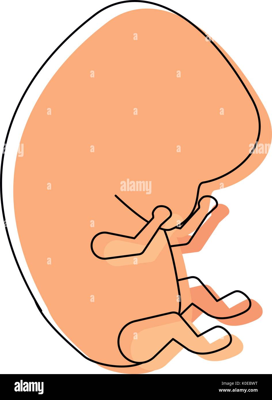 watercolor painted silhouette of side view fetal growth in the ...
