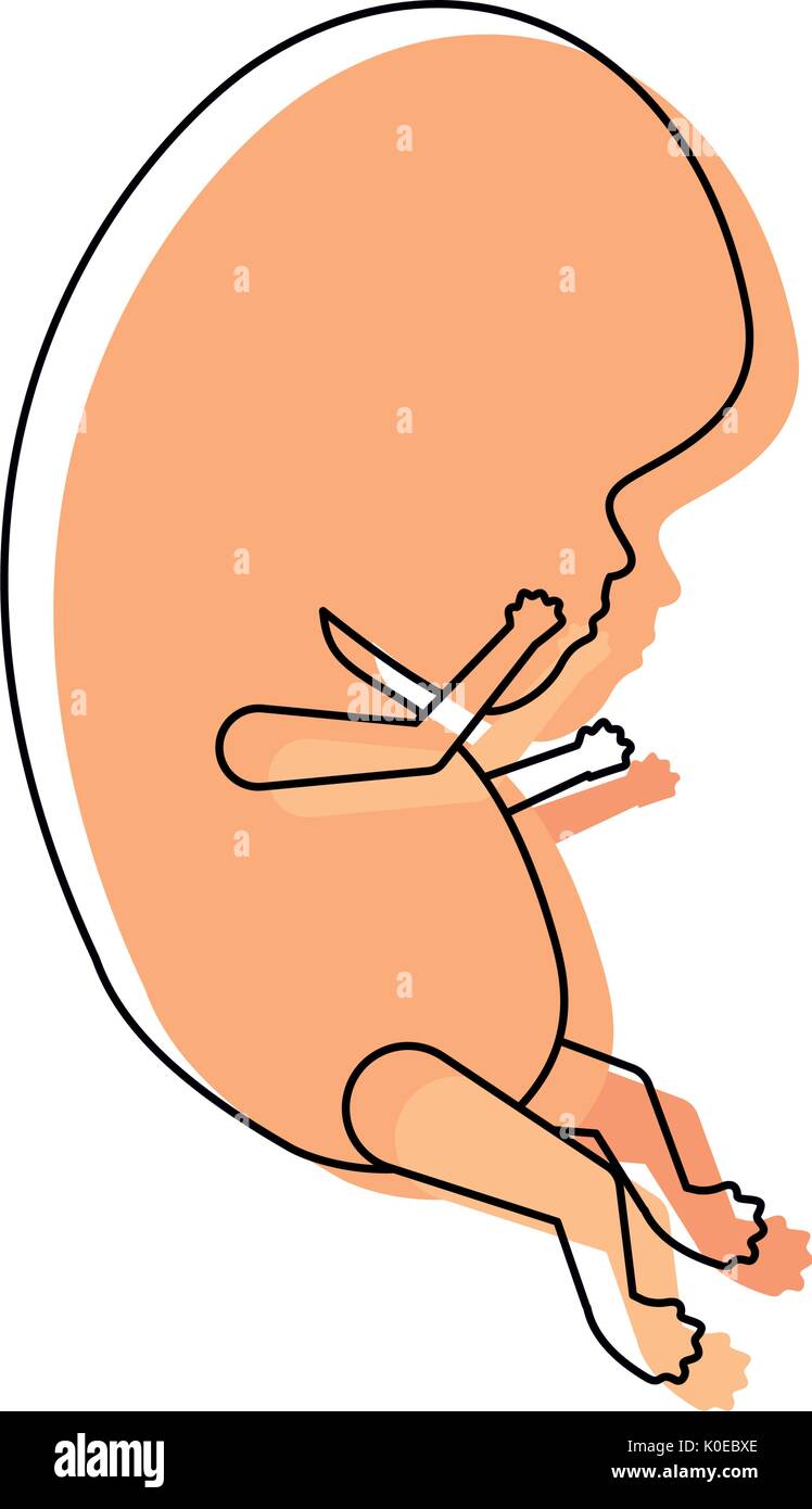 watercolor painted silhouette of side view fetal growth Stock Vector ...