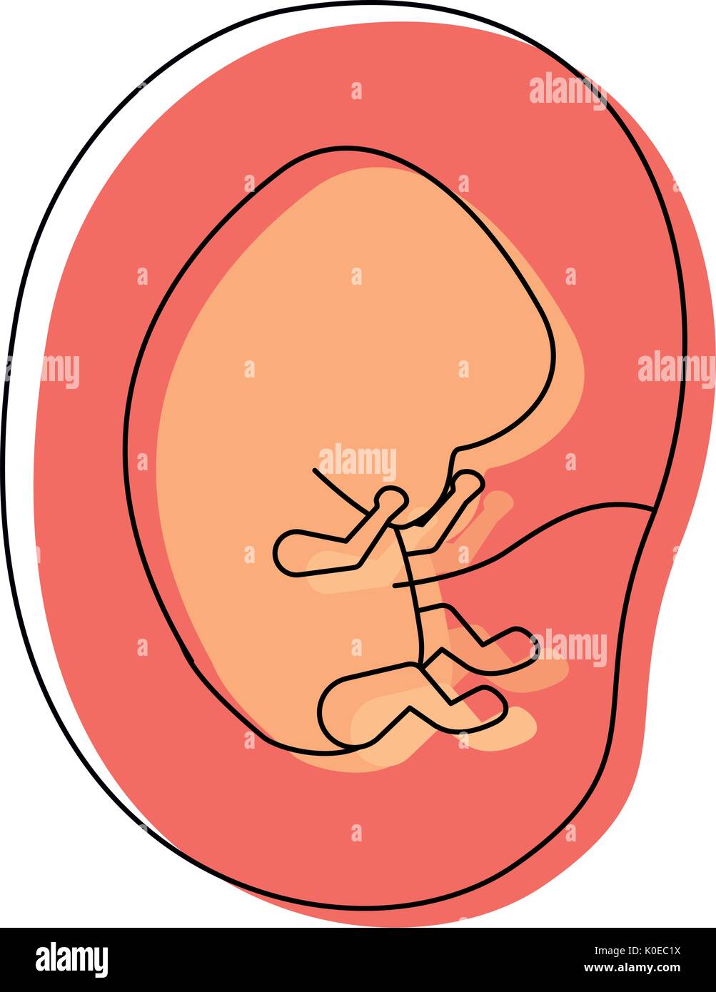 Embryo growth Stock Vector Images - Alamy