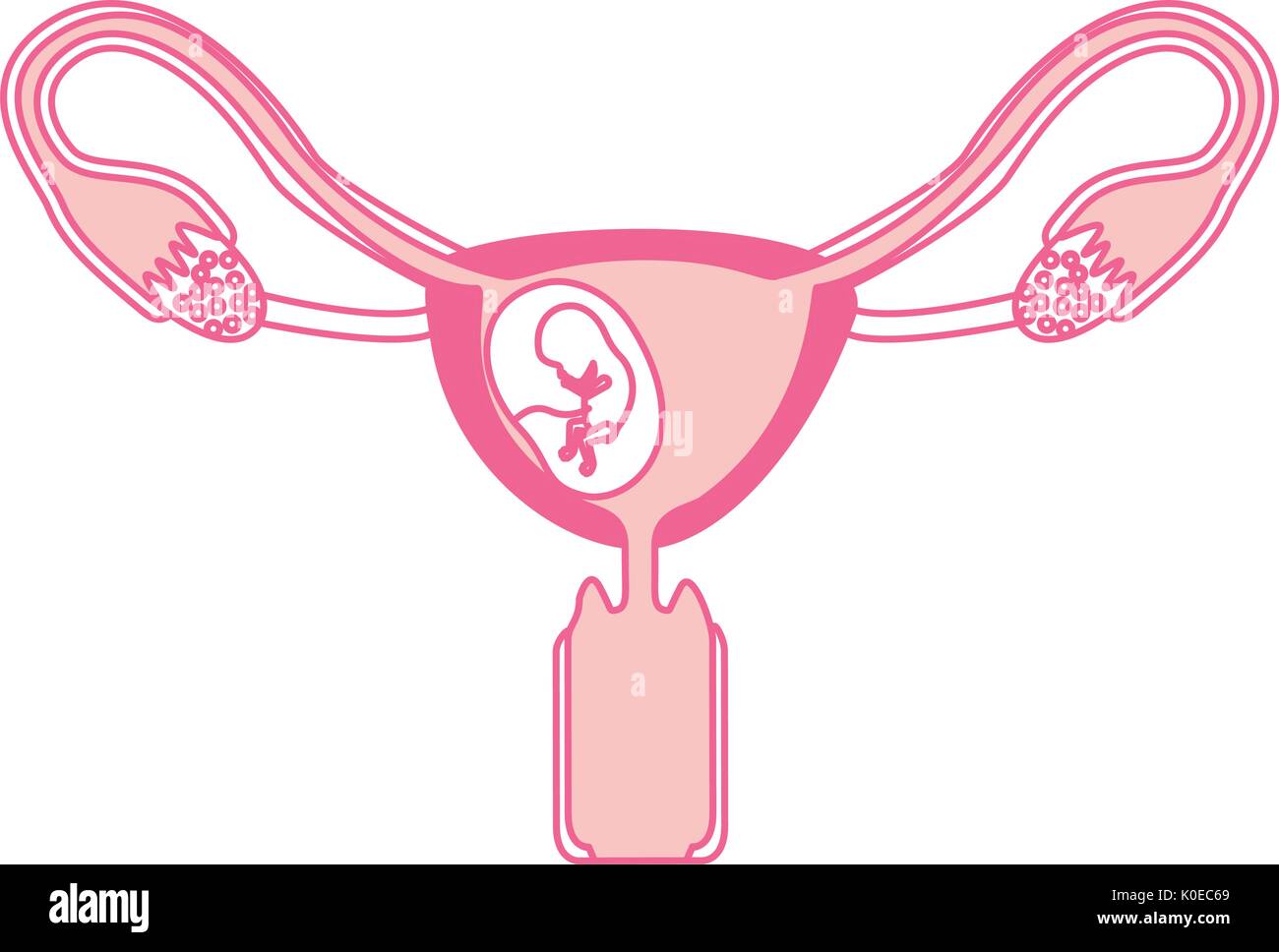 Pink Silhouette Of Female Reproductive System Ovaries With Fetus Human