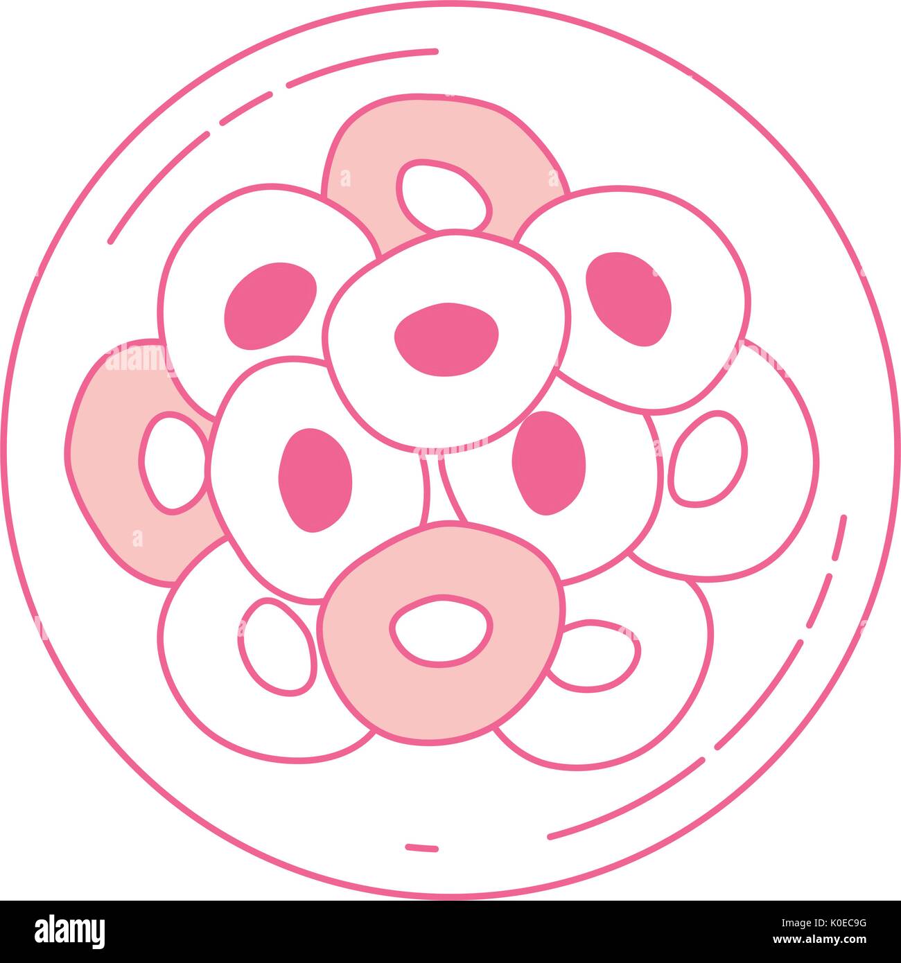 pink silhouette of front view division of the ovule in several cells ...