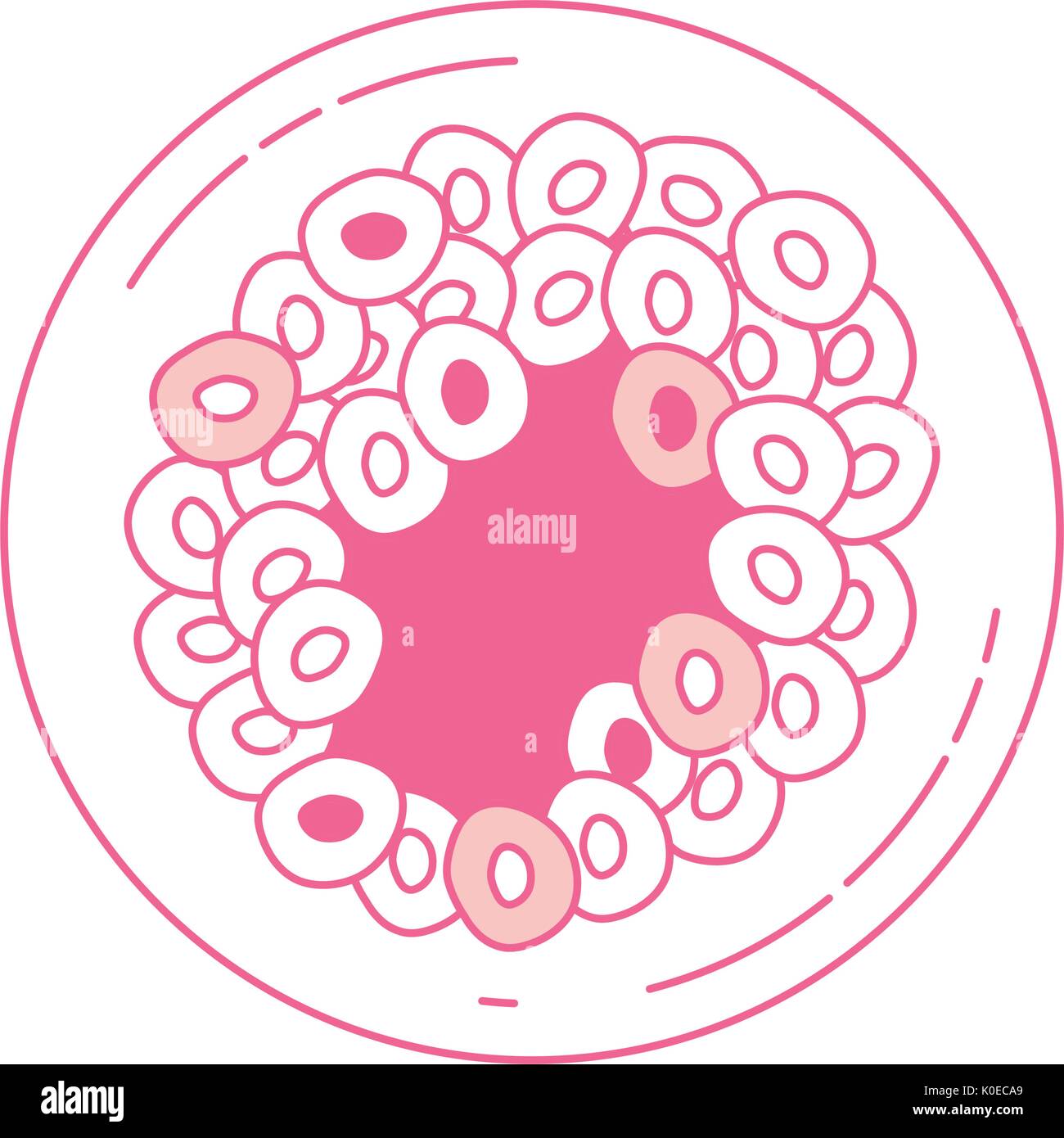 pink silhouette of front view division of the ovule in several cells ...