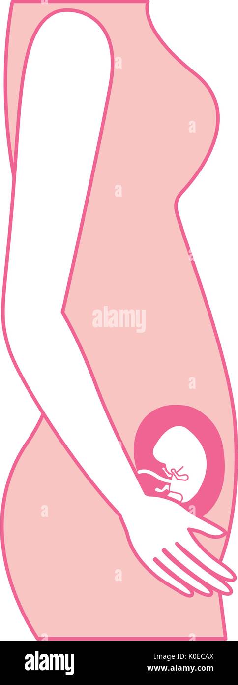 pink silhouette of side view pregnancy process in female body embryo ...