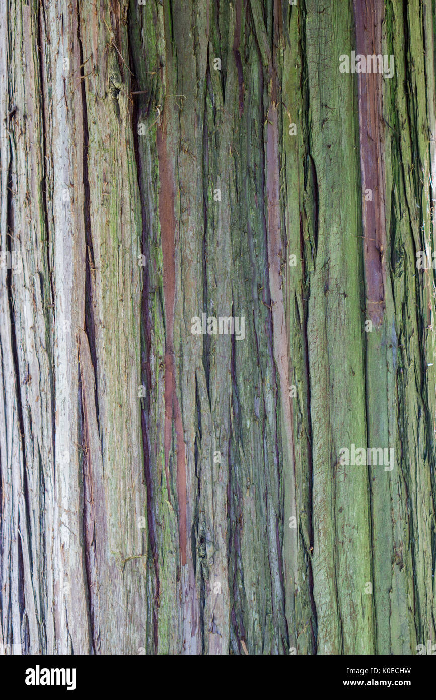 Simple texture of an old tree bark Stock Photo - Alamy