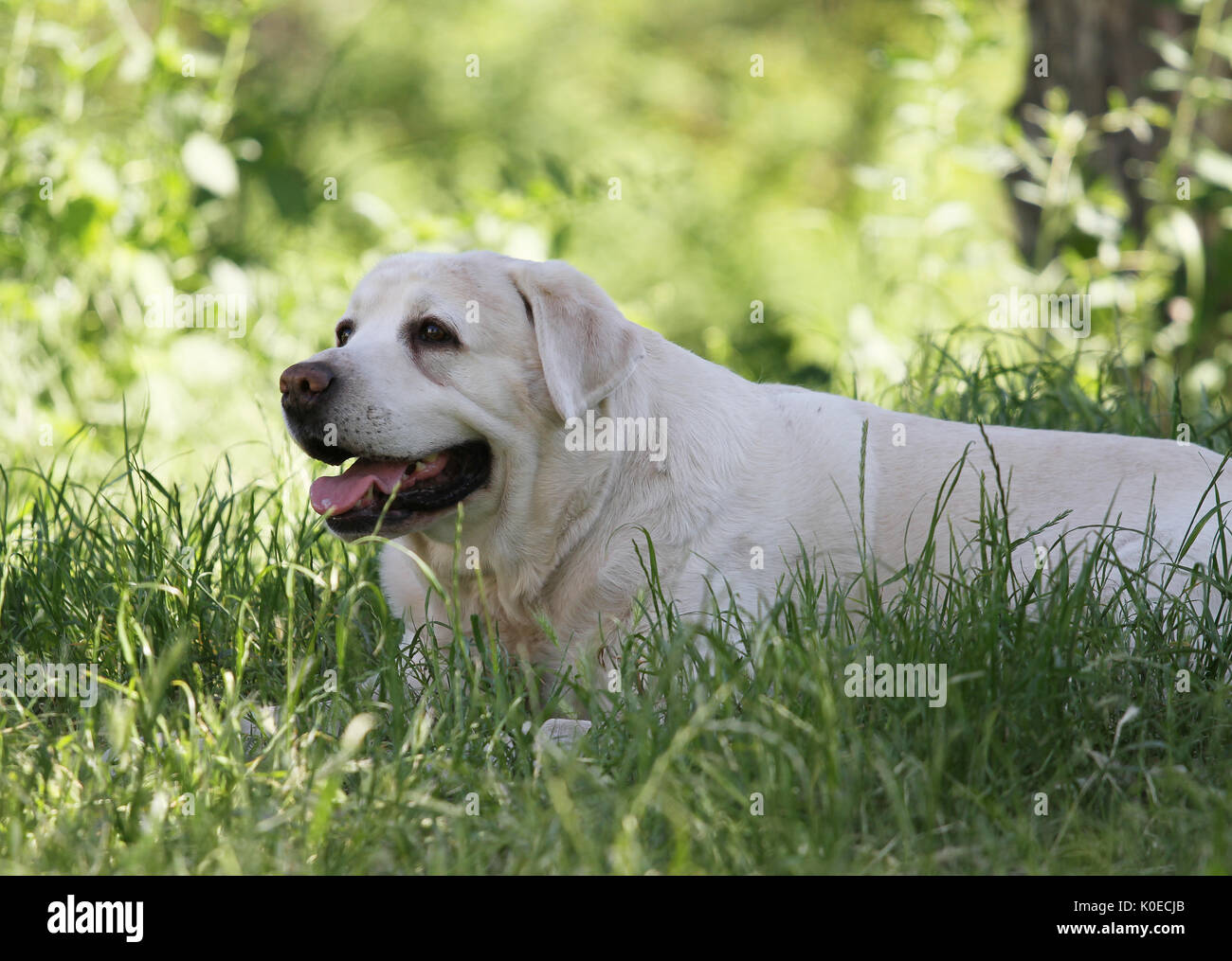 a cute yellow labrador in the park in summer Stock Photo - Alamy
