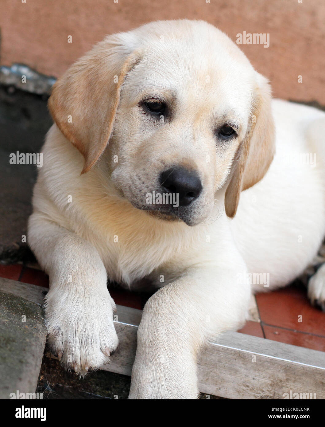 What Is Needed To House A Labrador Retriever