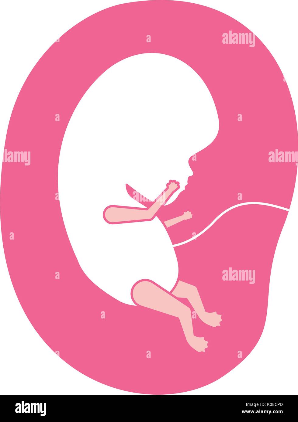 pink silhouette of side view fetus human growth in placenta Stock ...