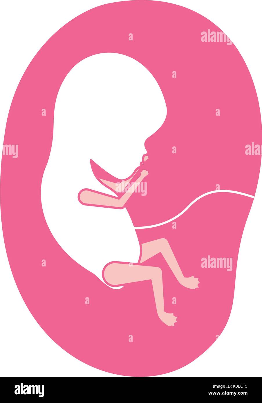 pink silhouette of side view fetus human growth in placenta a few weeks ...