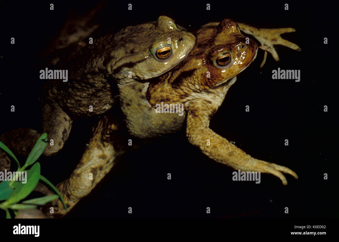 Toads mating in water hi-res stock photography and images - Alamy