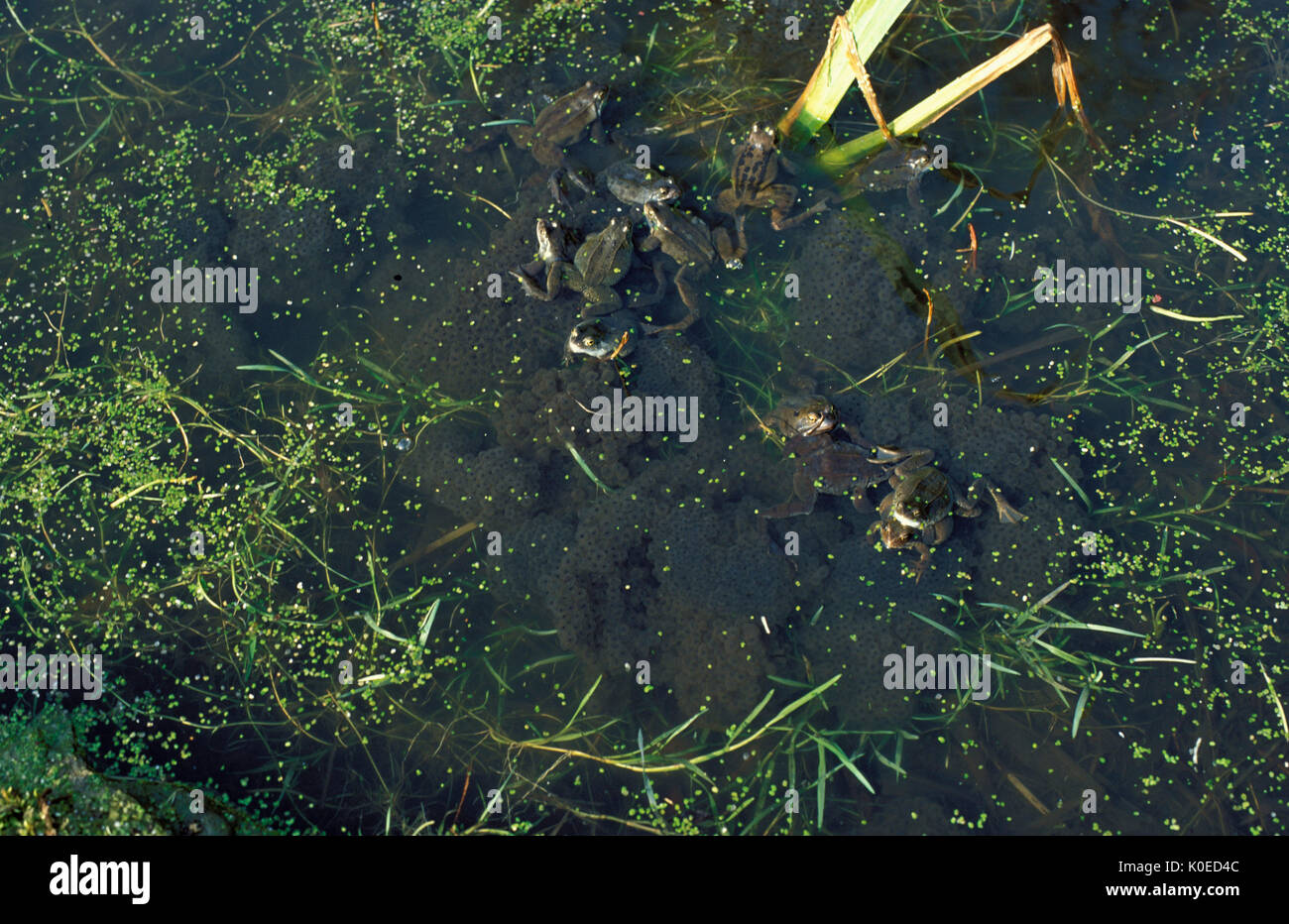 Common frogs (Rana temporaria) - with spawn in garden pond Stock Photo ...