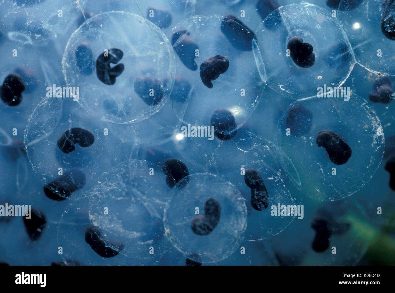 Common frog (Rana temporaria) - Close up of frogs spawn, embryo, eggs ...