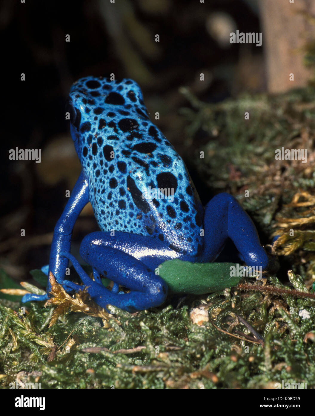 Dendrobates sp hi-res stock photography and images - Alamy