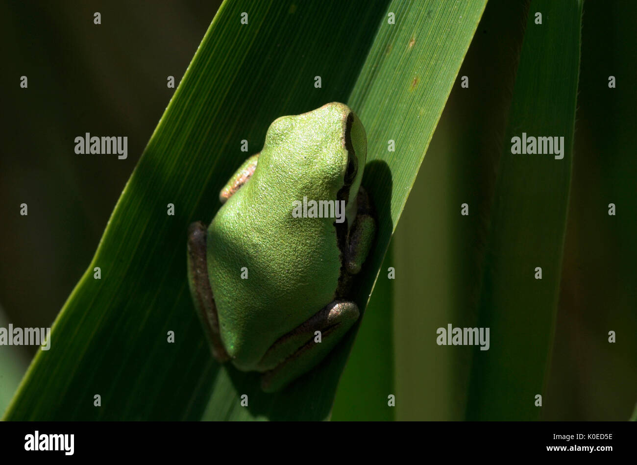 Common Tree Frog, Hyla arborea, typical green form with brown strip ...
