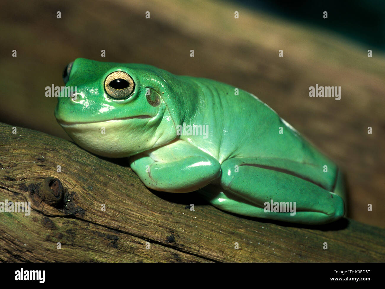 Tropical Rainforest Frog