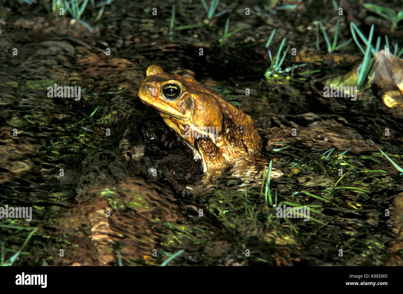 Marine Toad, Bufo marinus, Trinidad Stock Photo - Alamy