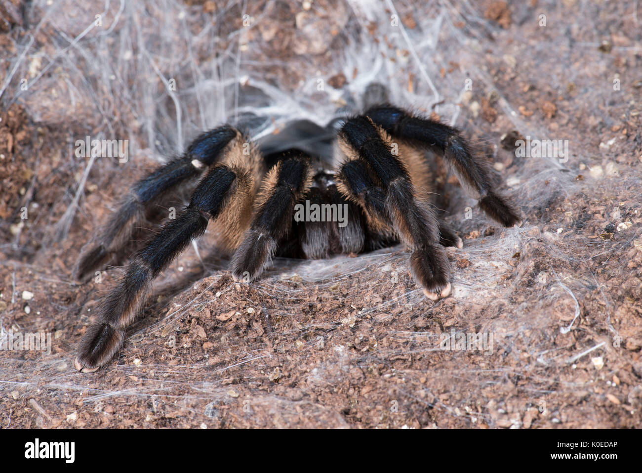 Socotra island blue baboon spider hi-res stock photography and images ...