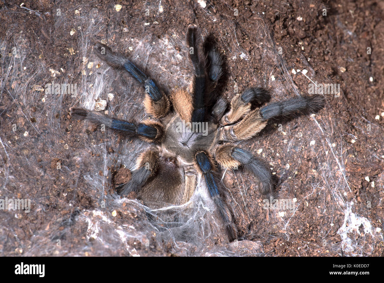 Socotra Island Blue Baboon Tarantula, Monocentropus balfouri, Female ...
