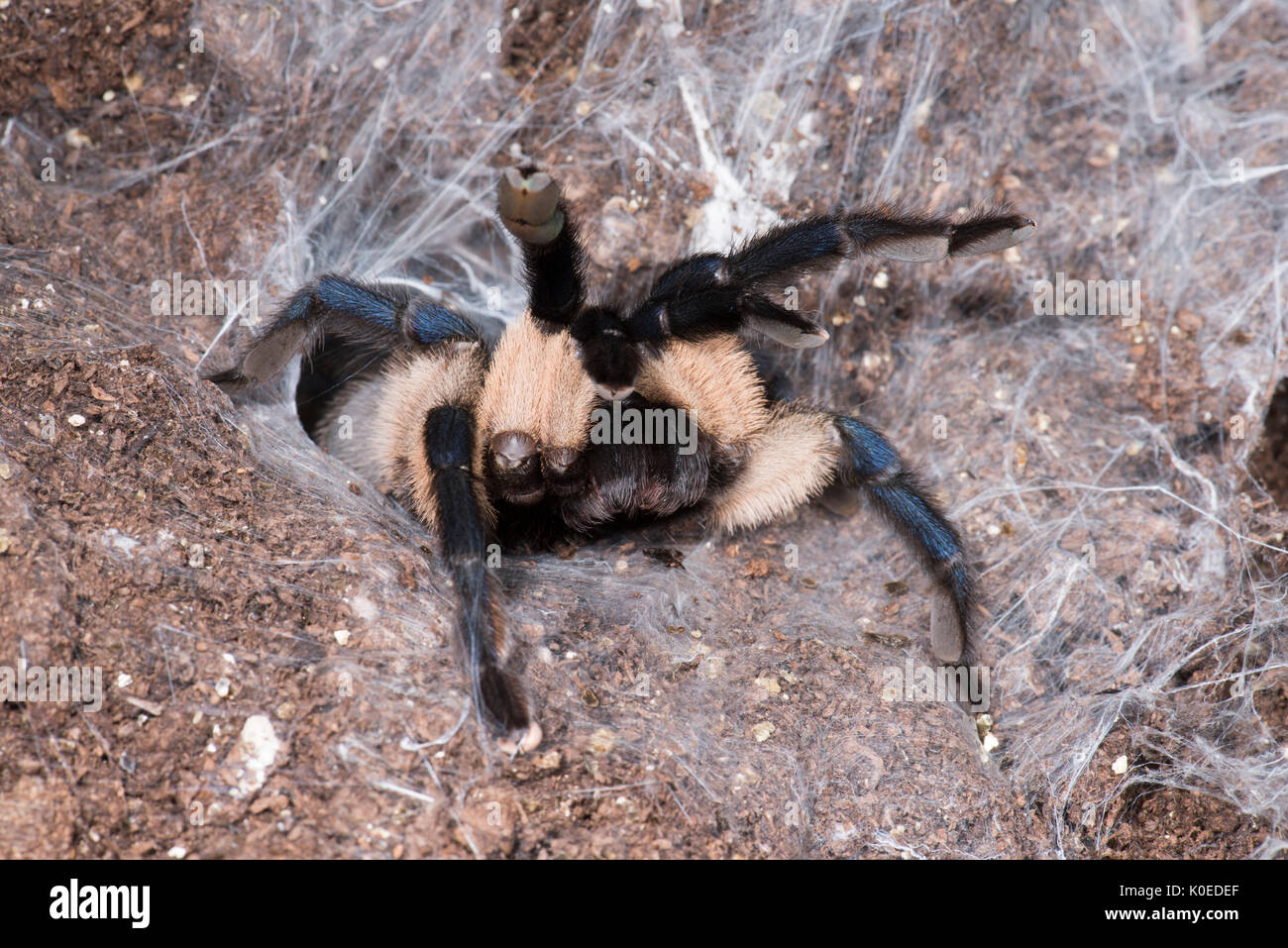 Socotra island blue baboon tarantula hi-res stock photography and ...