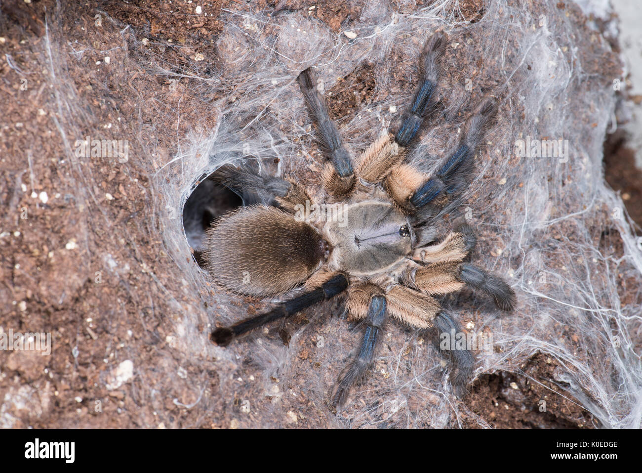 Socotra island blue baboon spider hi-res stock photography and images ...