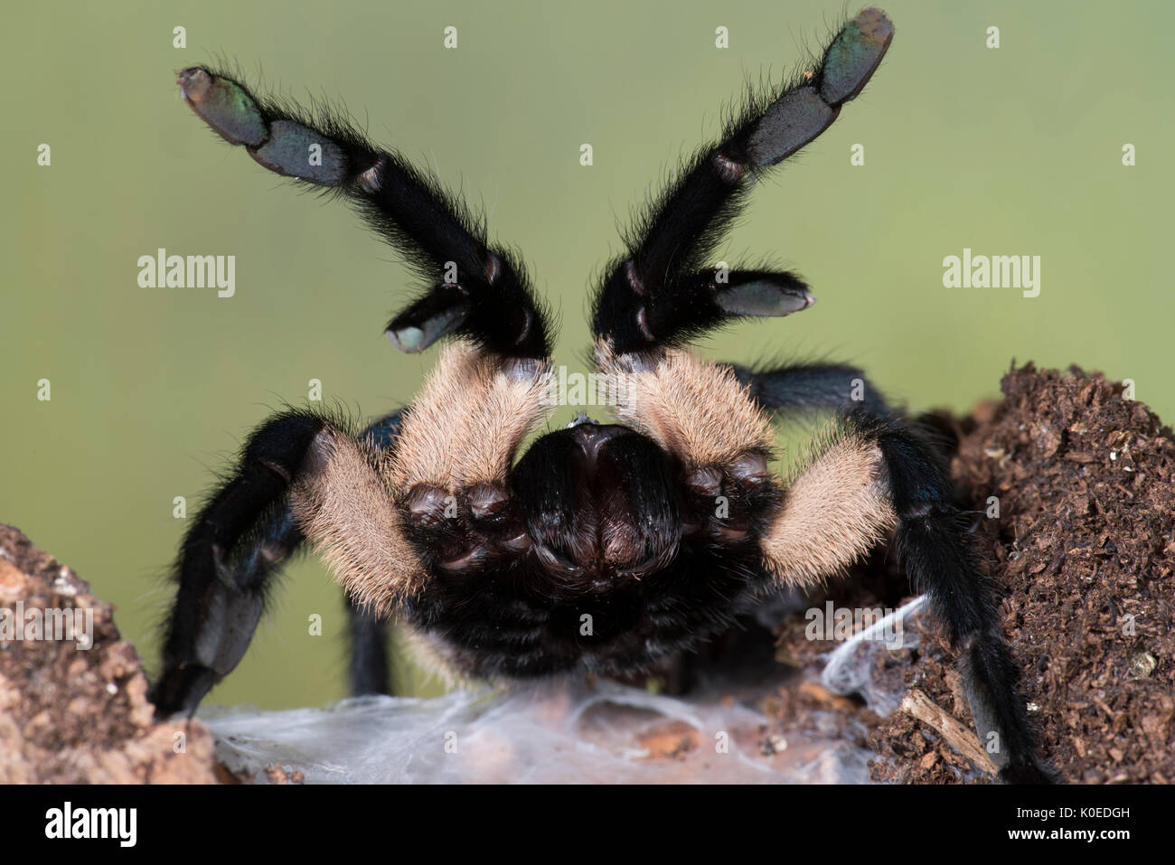 Socotra Island Blue Baboon Tarantula, Monocentropus balfouri, Female ...