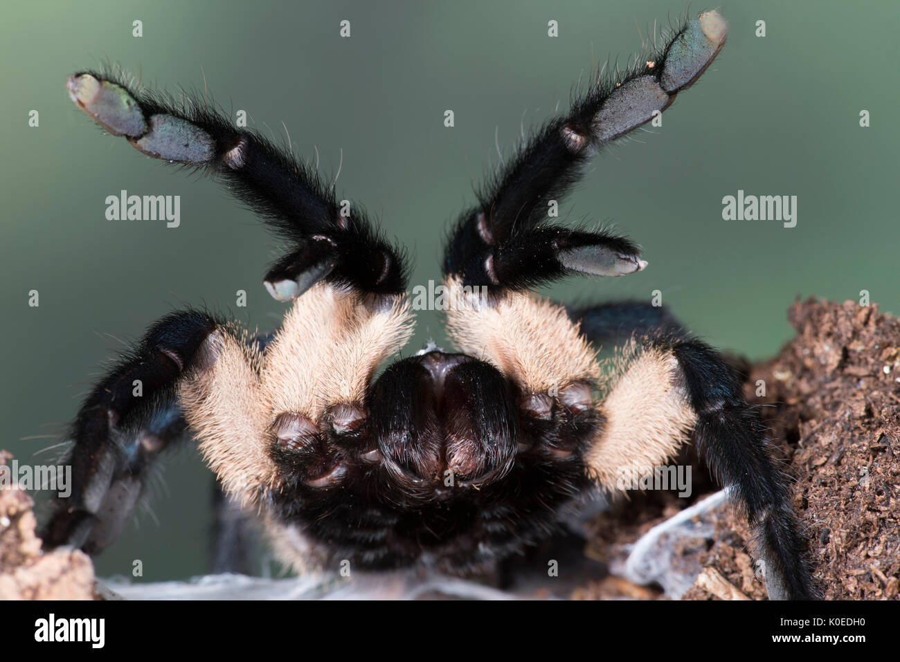 Socotra island blue baboon spider hi-res stock photography and images ...
