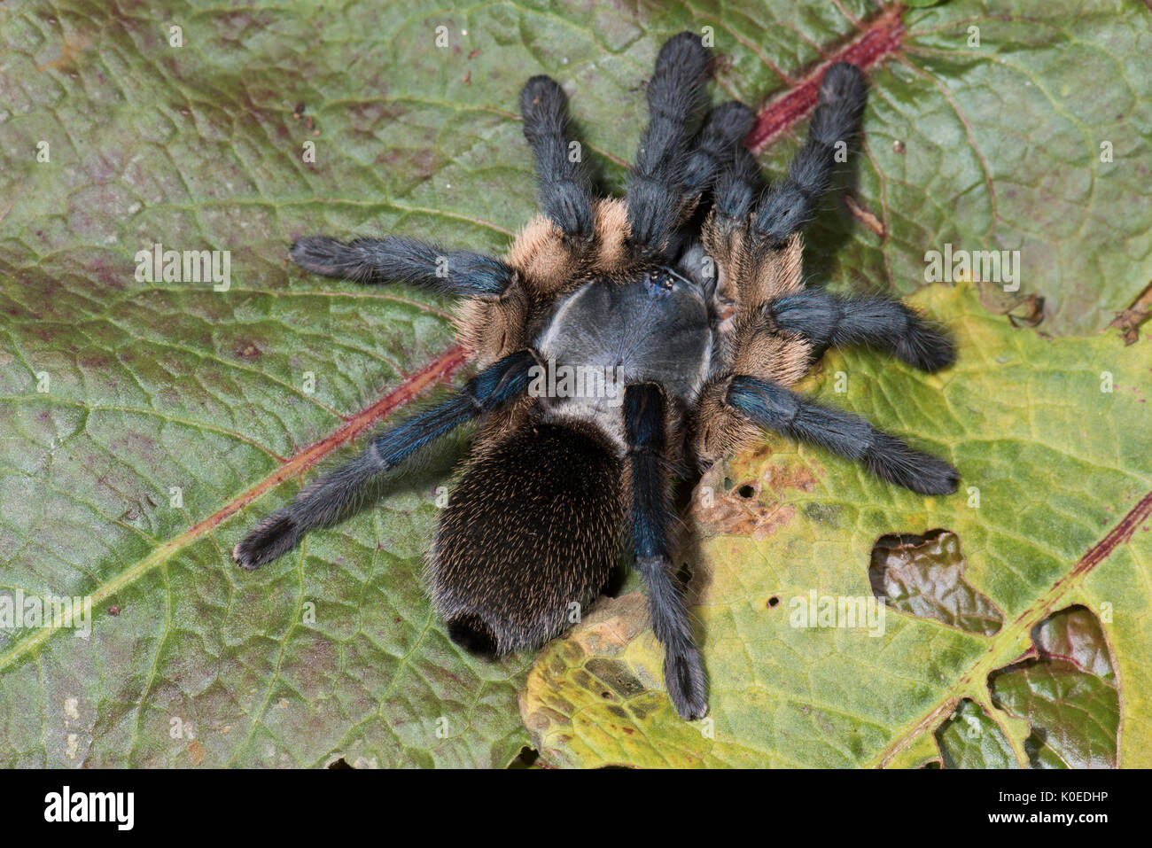 Socotra Island Blue Baboon Tarantula, Monocentropus balfouri, Female ...