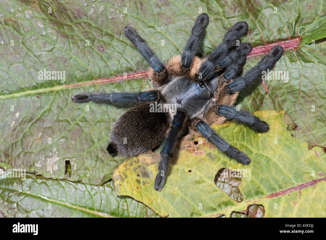 Socotra island blue baboon tarantula hi-res stock photography and ...