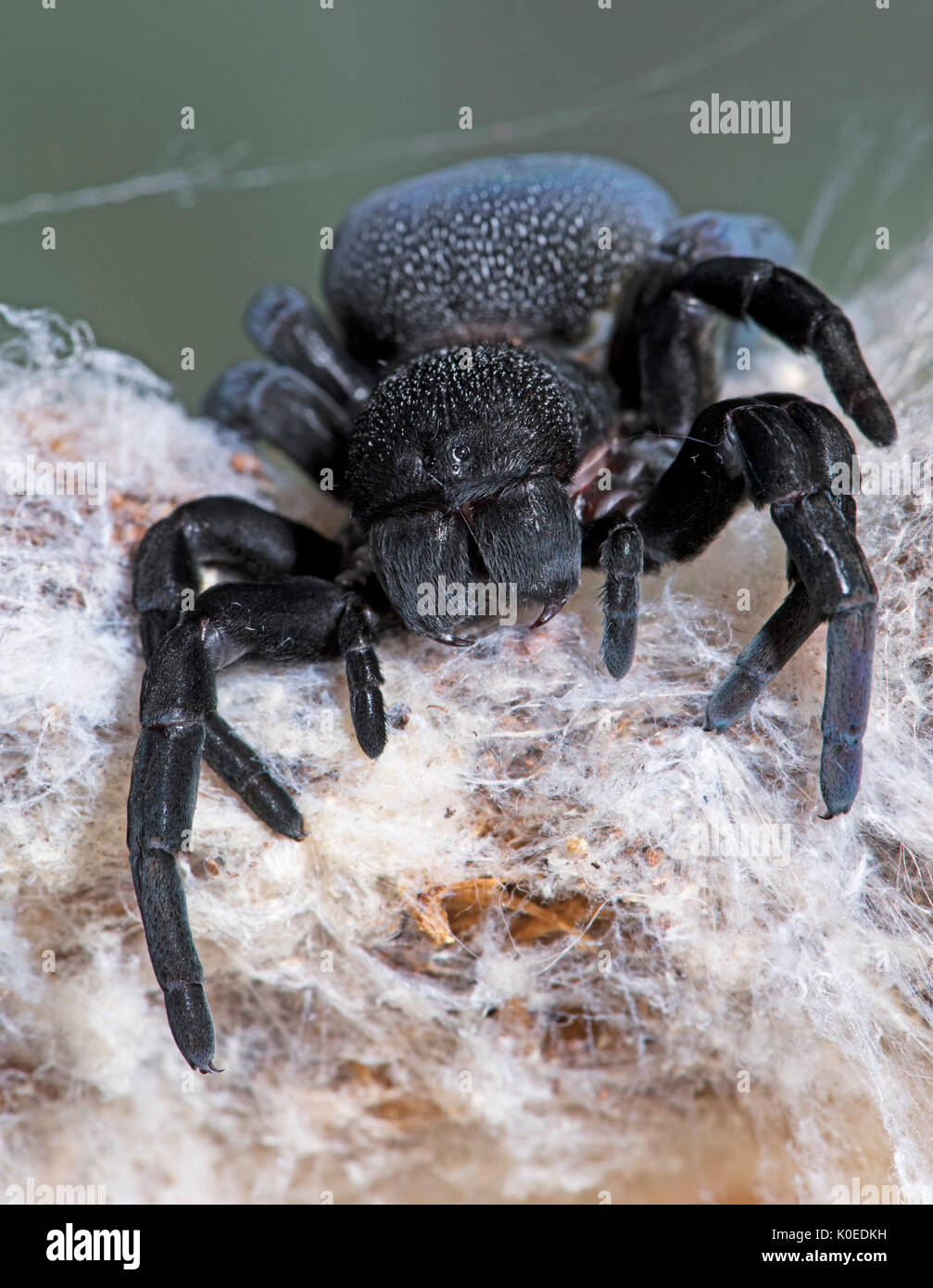 Ladybird Spider, Female, Eresus walckenaeri, on web, Eastern ...