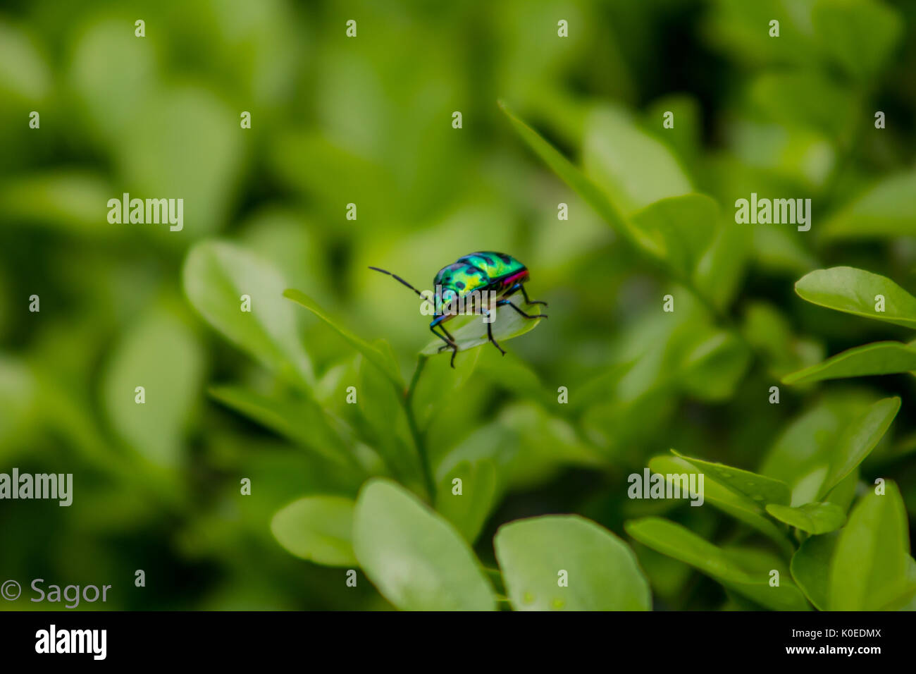 Bug with 2 color hi-res stock photography and images - Alamy