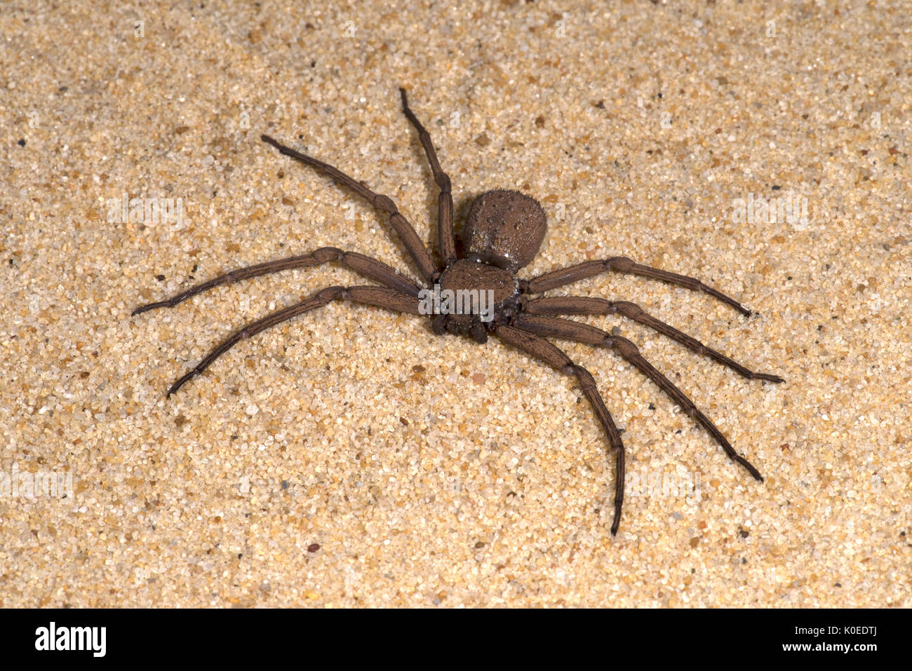 Sand Spider, Sicarius terrosus, Sequence 1 of burying in sand, also ...