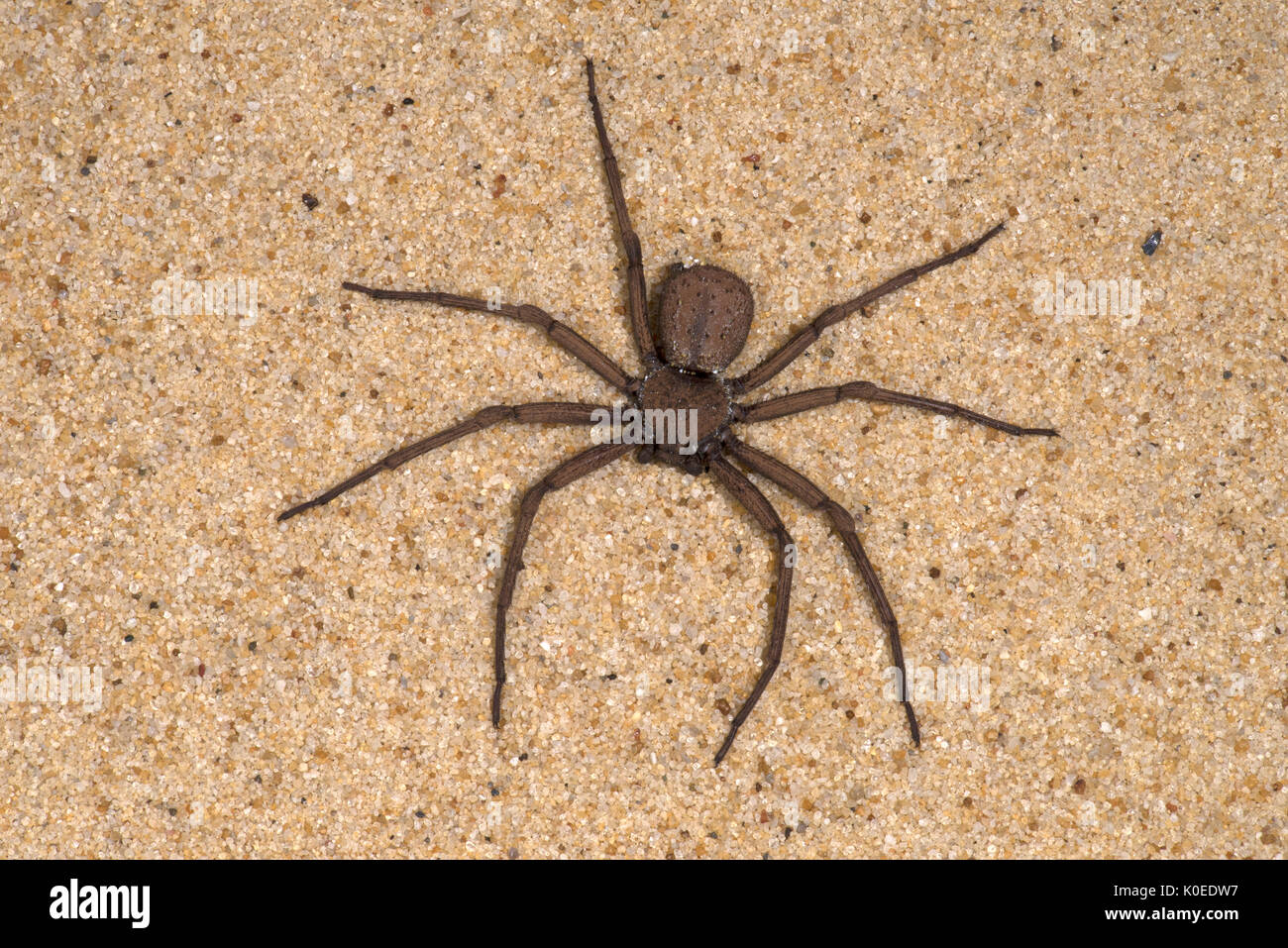 Sand Spider, Sicarius terrosus, Sequence 1 of burying in sand, also ...