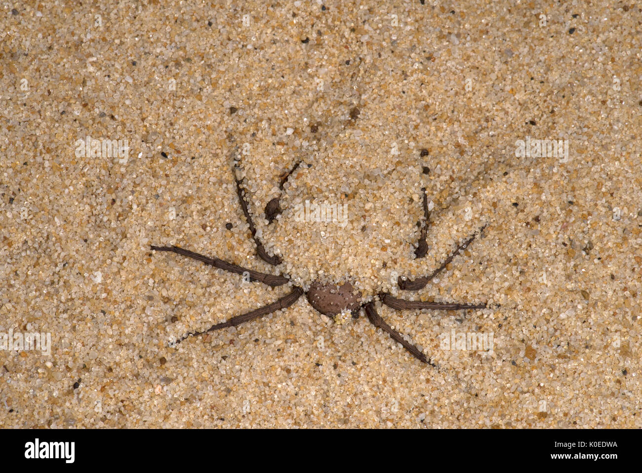 Sand Spider, Sicarius terrosus, Sequence 2 of burying in sand, also ...