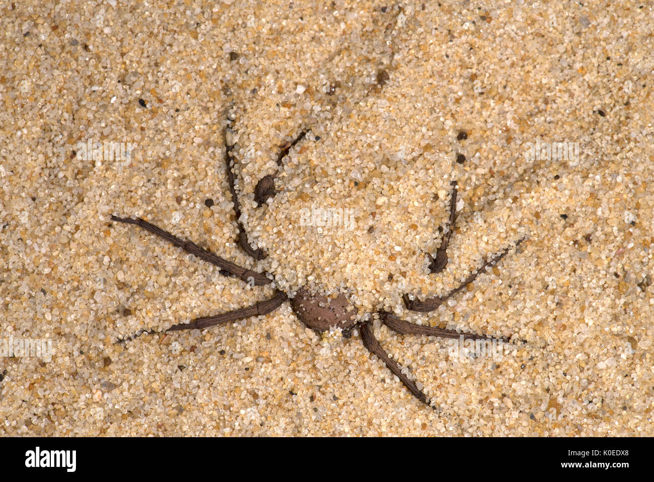 Sand Spider, Sicarius terrosus, Sequence 2 of burying in sand, also ...