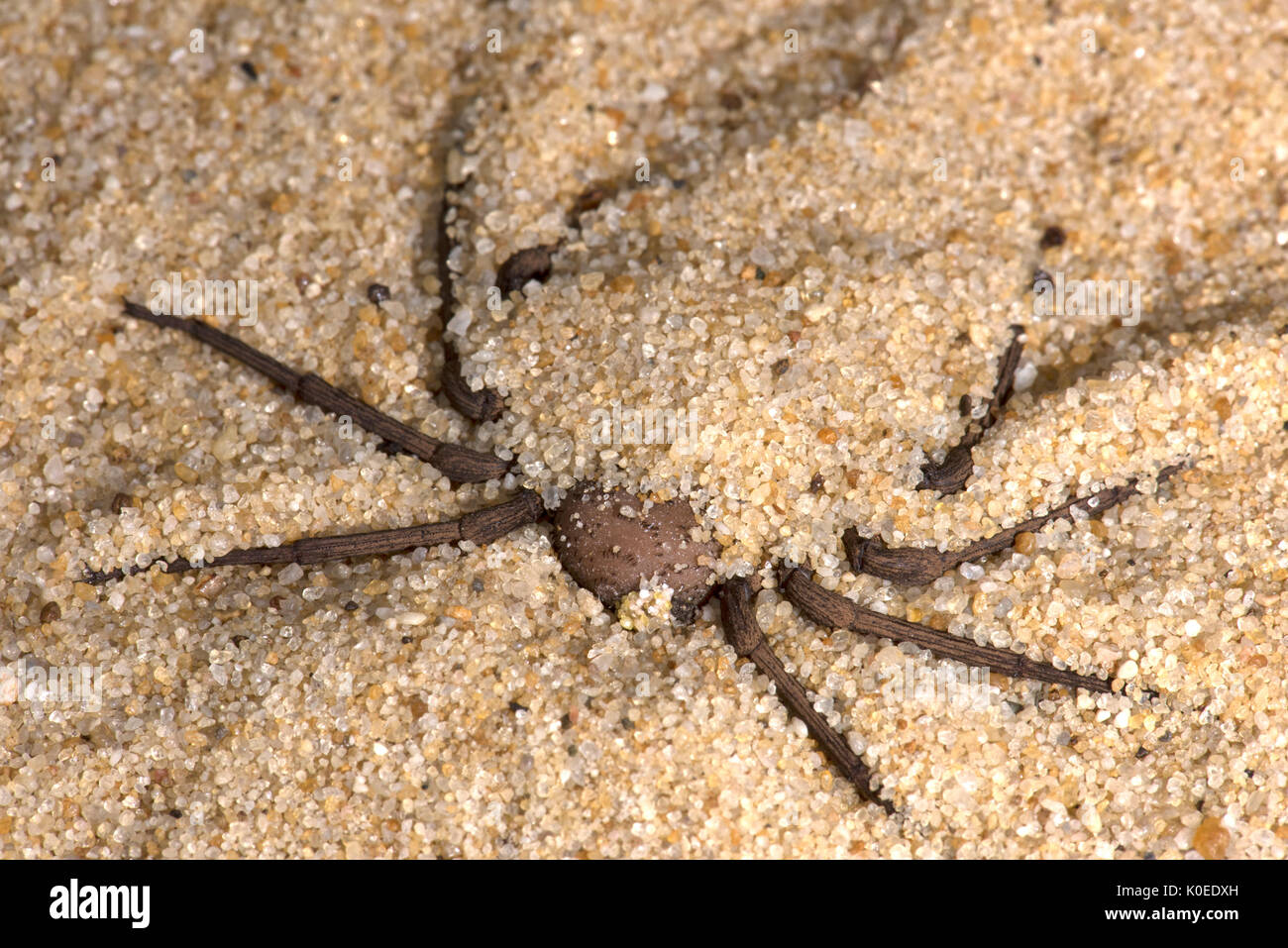 Sand Spider, Sicarius terrosus, Sequence 2 of burying in sand, also ...
