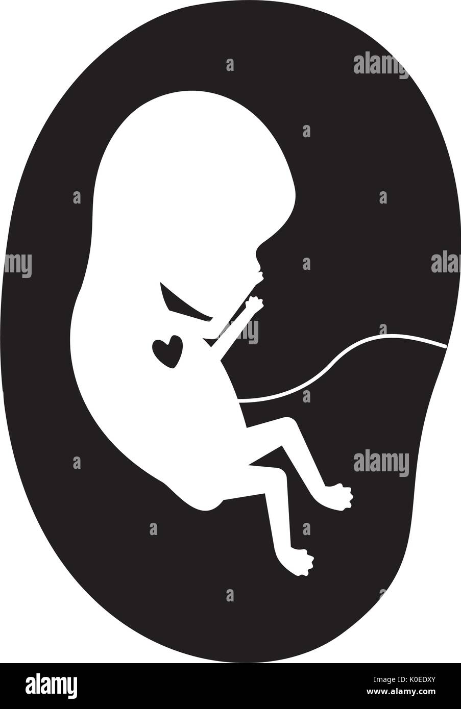 black silhouette of side view fetus human growth in placenta a few ...