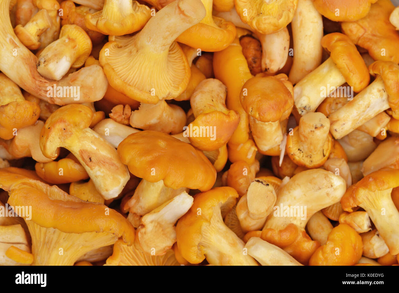 Gallinacci hi-res stock photography and images - Alamy