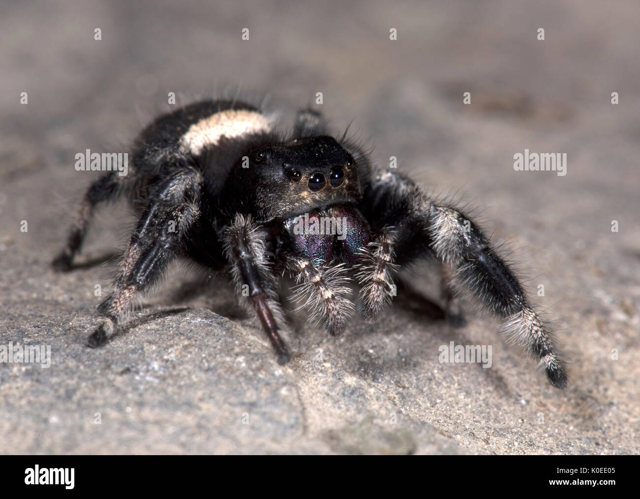 Regal Jumping Spider, Phyddipus regius, Female, largest species of ...