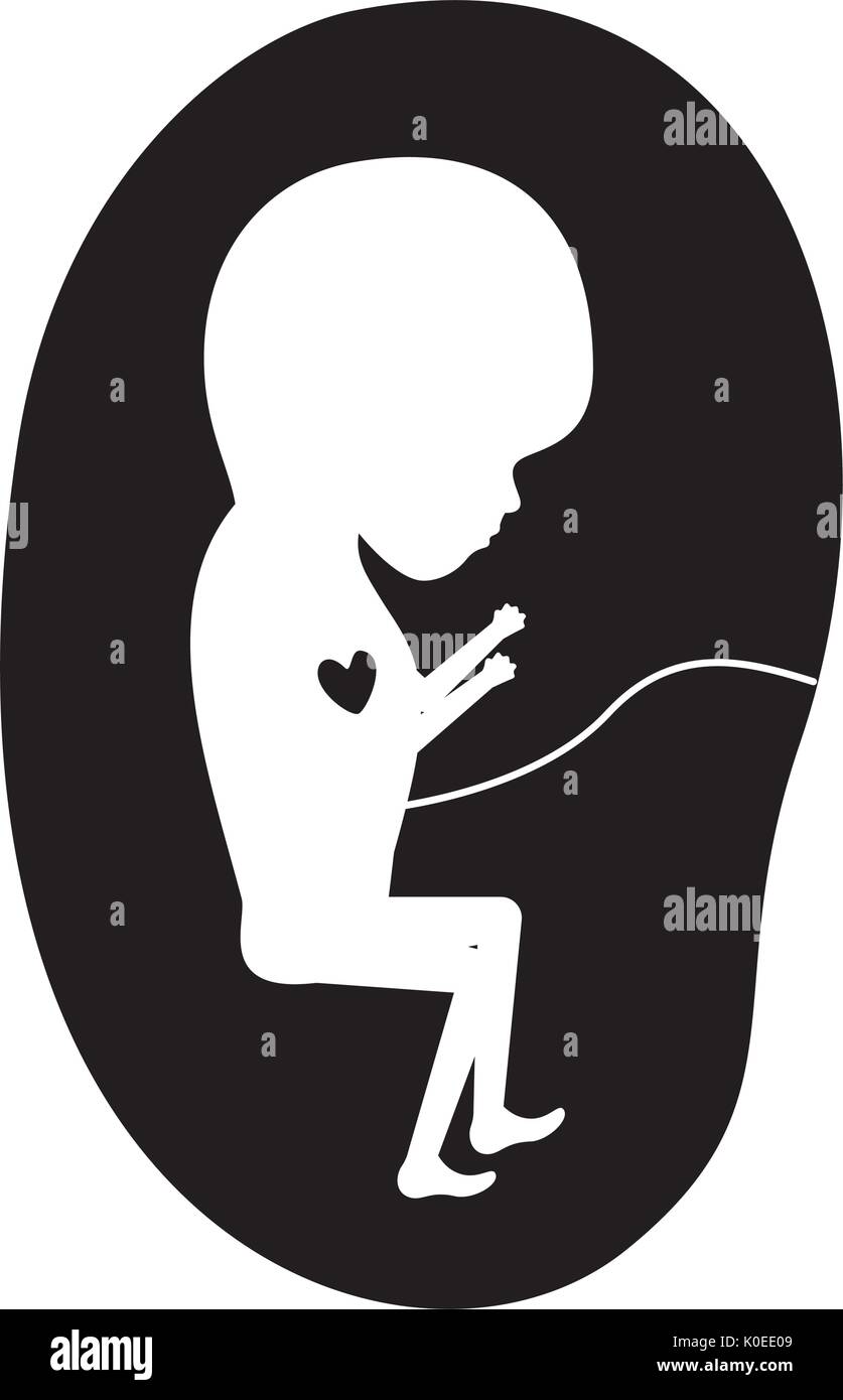 black silhouette of side view fetus human growth in placenta trimestrer ...