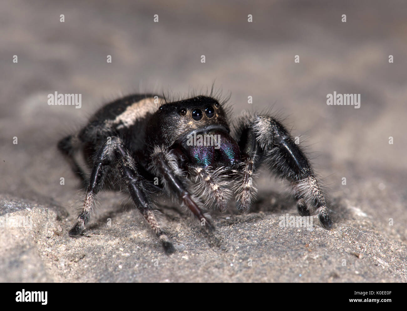 Regal Jumping Spider, Phyddipus regius, Female, largest species of ...