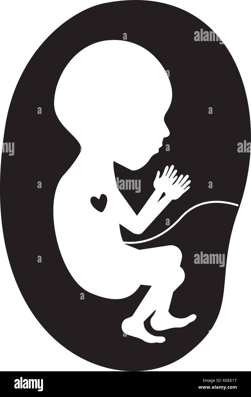 Fetus In Womb Stock Photos & Fetus In Womb Stock Images - Alamy