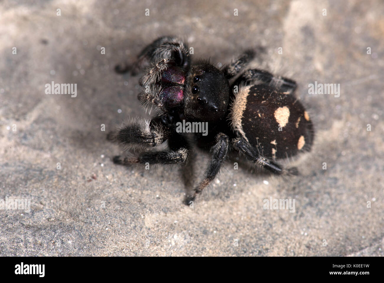 Regal Jumping Spider, Phyddipus regius, Female, largest species of ...