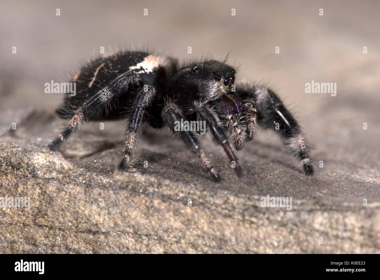 Regal Jumping Spider, Phyddipus regius, Female, largest species of ...